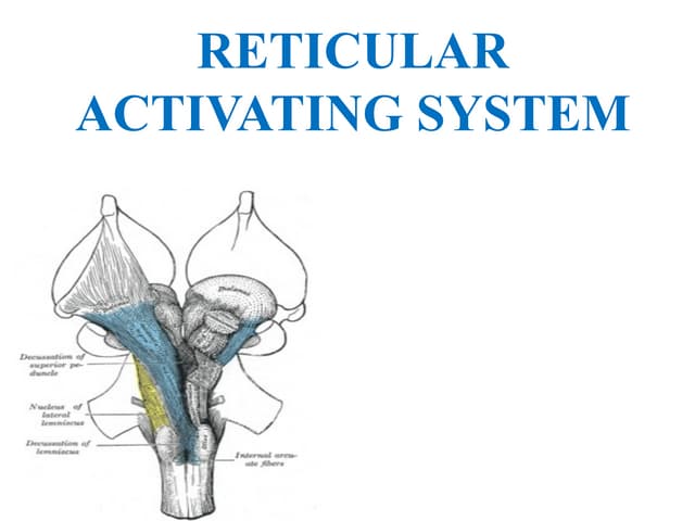 Reticular activating system | PPTX
