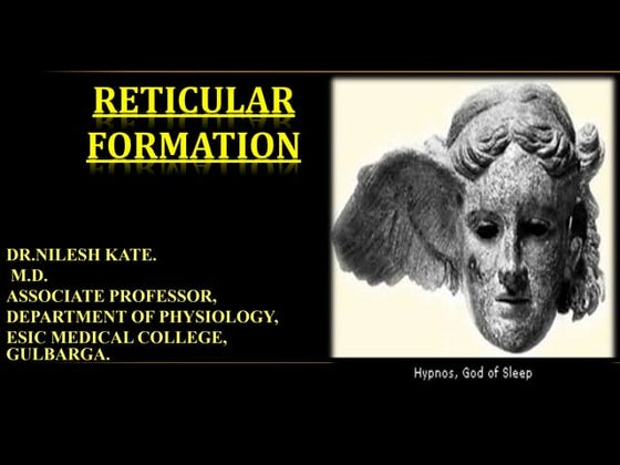 Medulla, Reticular Formation, Thalamus, and Hippocampus | PPT