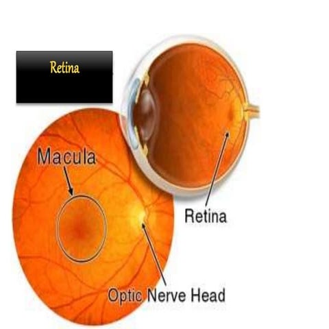 Retina | PPTX