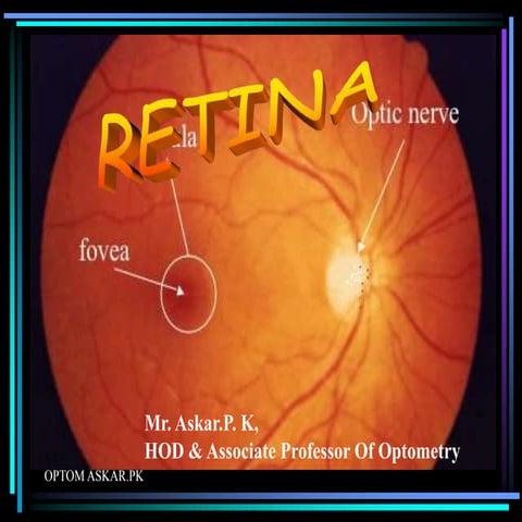 retina.ppt