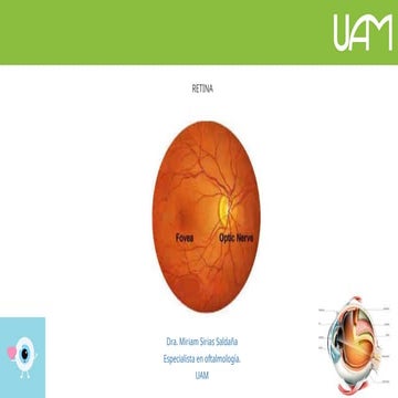 La maravillosidad de la retina humanalll | PPTX