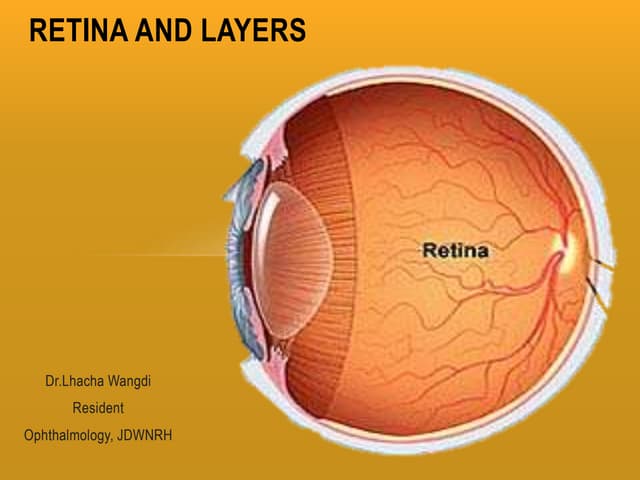 Anatomy of Retina
