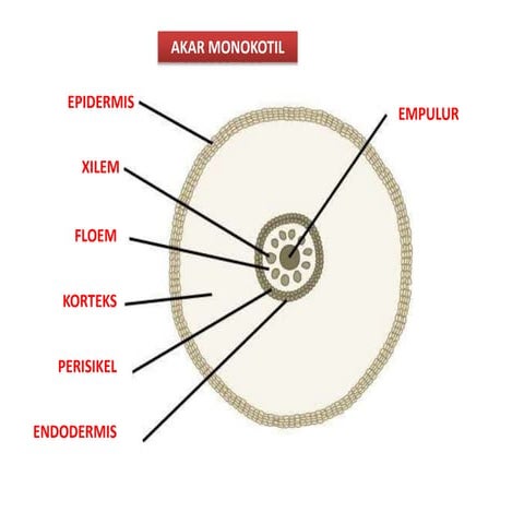 Review AKAR & BATANG | PPTX