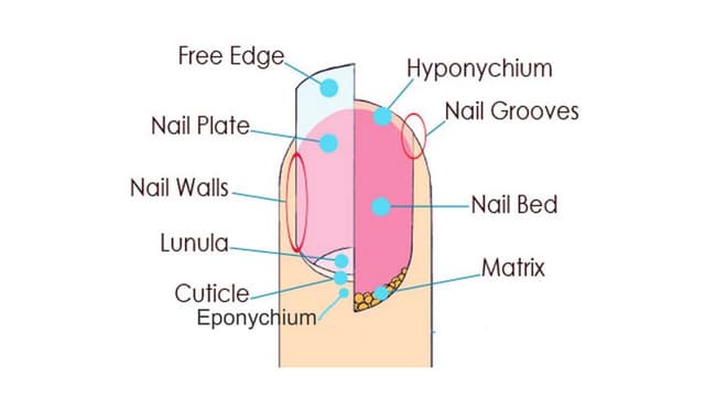 Q4_PPT3_Classifications of Salad according to ingredients.pptx