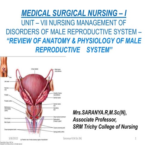 Review of anatomy and physiology of male re productive system | PPTX