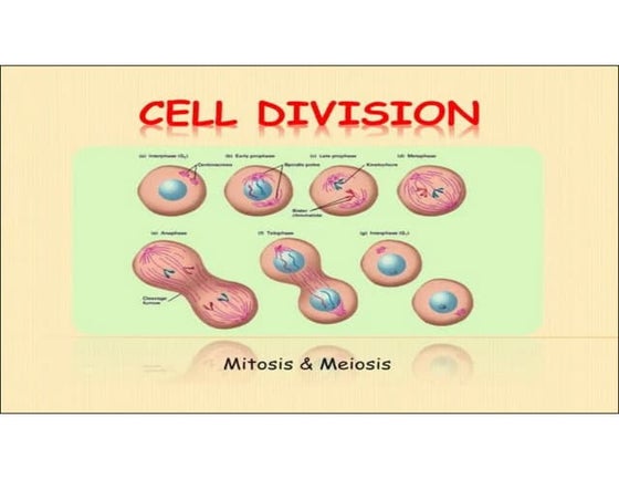 Cell Division | PPTX