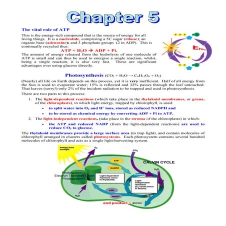 Photosynthesis | PDF