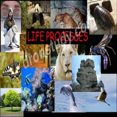 Life Processes(1) | PDF