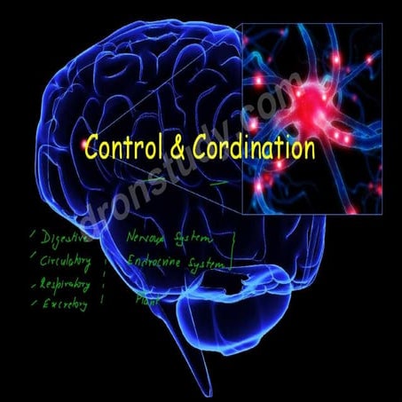 Control and Coordination | PPT