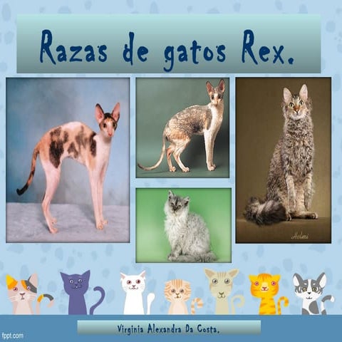Rex | PPT