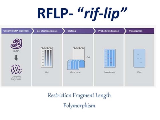 Restriction enzymes | PPT
