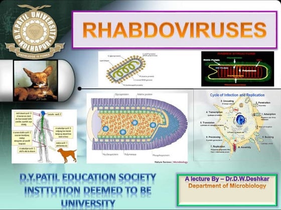 Rabies Virus Life Cycle Exploring The Link Between Viruses And Cancer