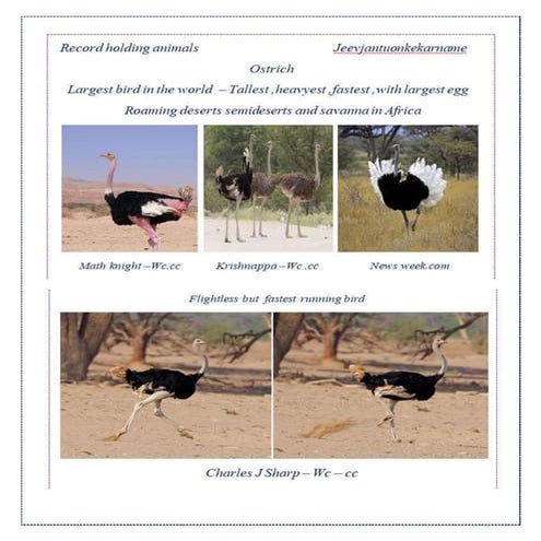 Record holder animals Jeevjantuon ke karname chapter 12 multirecord holder ostrich | PDF
