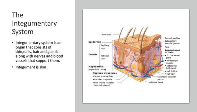 Root Hair Plexus