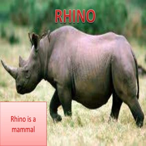 Rhino | PPTX
