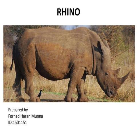 Why you should learn about rhino: why are rhinos important for ecosystems – PBFF