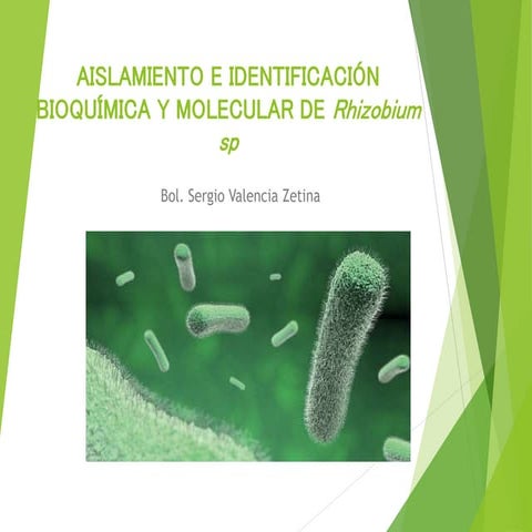 Rhizobium Sergio Valencia Zetina.ppt