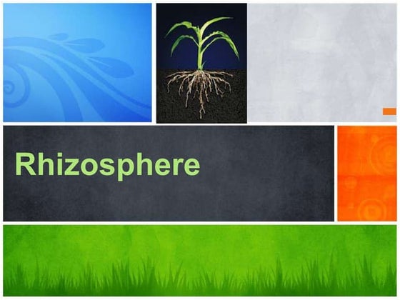 Rhizosphere & phyllosphere | PPTX