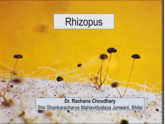 Structure and Reproduction of Rhizopus sp., | PPT