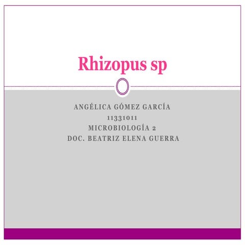 Esporangios De Rhizopus Nigricans Mikropräparat Mucor Oder Rhizopus,