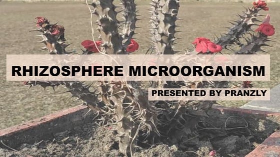 Rhizosphere | PPTX | Gardening | Home & Garden