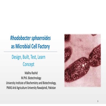 Rhodobacter_bacteria _Maliha_Rashid.pptx