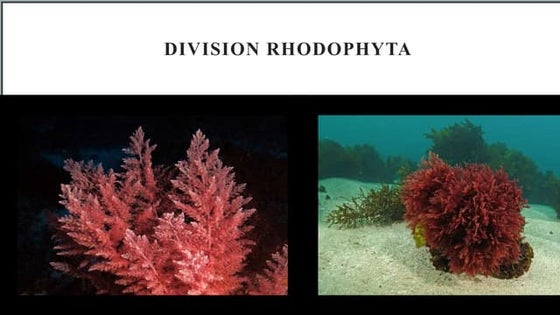 Classification of seaweed | PPTX | Biological Sciences | Science
