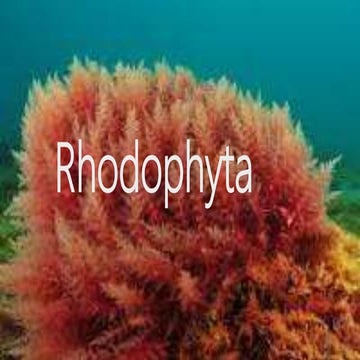 RHODOPHYTA . Occurrence And General Structure Of Rhodophyta