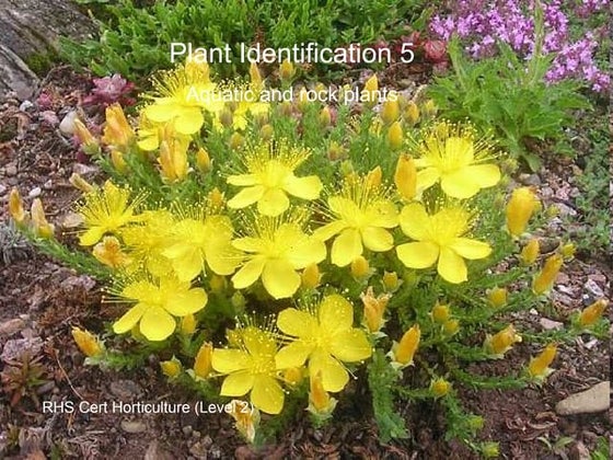 Rhs 2 Plant Idents Ground Cover | PPT