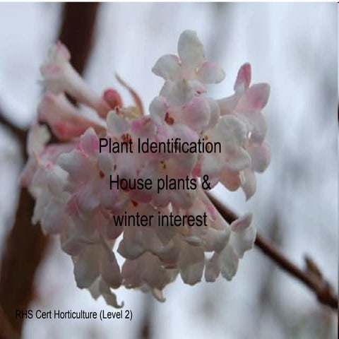 Rhs 2 Plant Idents House Plants & Winter Interest | PPT