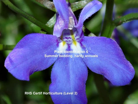 Rhs 2 Plant Idents Ground Cover | PPT