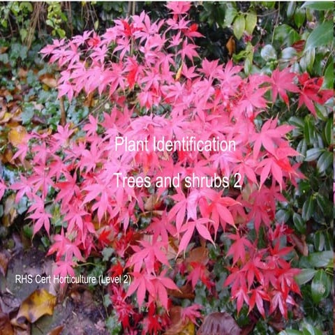 Rhs 2 Plant Idents Trees Shrubs 2 | PPT