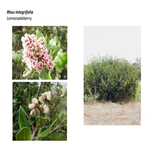 Rhus integrifolia web show | PPT
