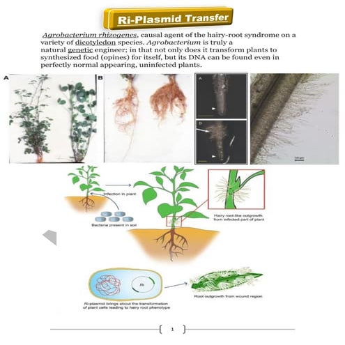 Ri-Plasmid Transfer for Biotechnology & Botany Students | PDF