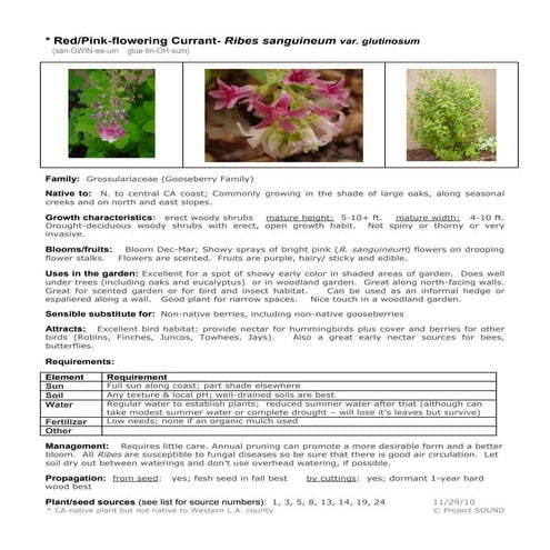 Ribes sanguineum | PDF