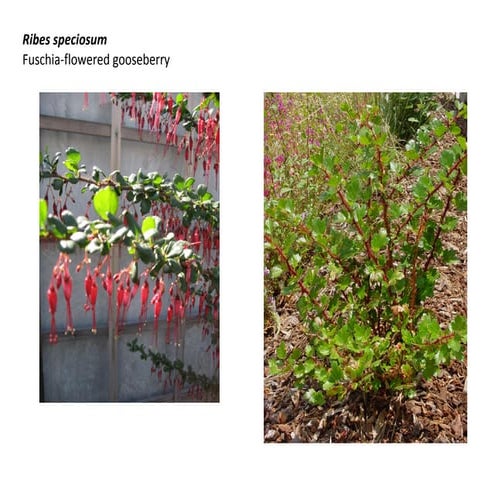 Ribes speciosum web show | PPT