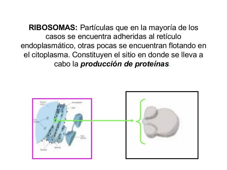 Ribosomas Que Es