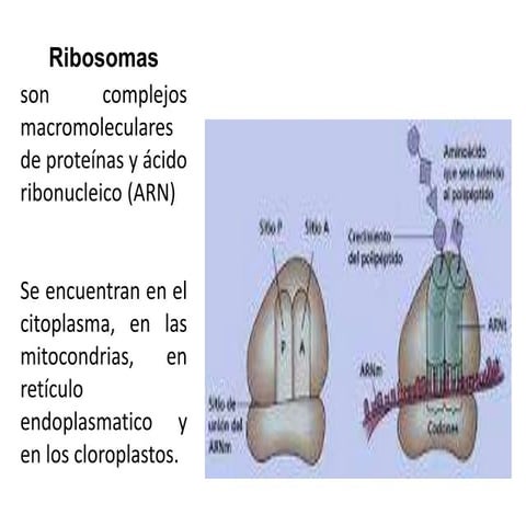 Ribosomas Estructura Tema 3 La Célula
