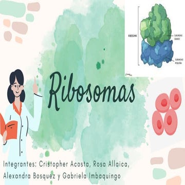 Ribosomas Dibujo
