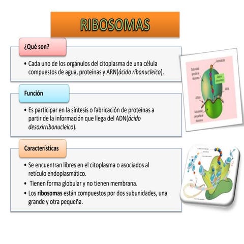 Ribosomas Que Es Respuesta A @shots_de_biofisica Ribosomas. En Este
