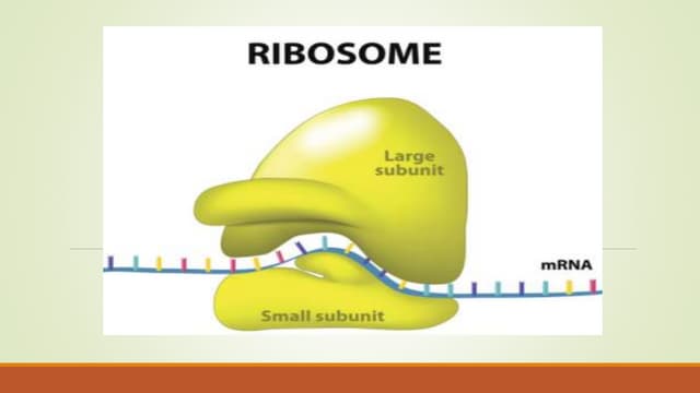 Ribosome Lms Pptx