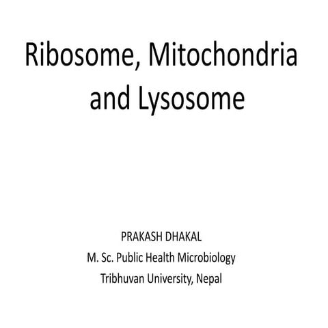 Ribosome, mitochondria and lysosome | PPTX | Biological Sciences | Science