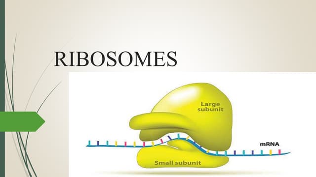 Ribosome ppt (introduction structure & Function) | PPTX