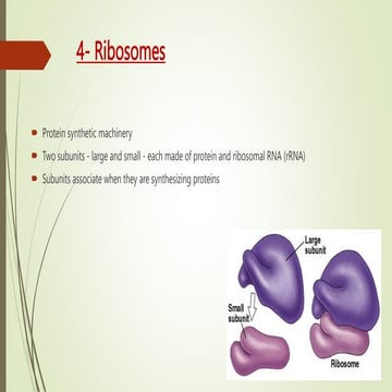 Ribosomes.pptx