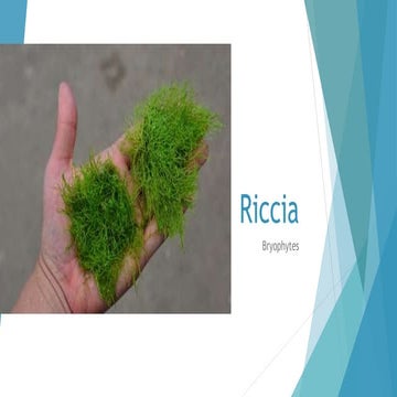 Riccia thallus structure and reproduction | PPTX
