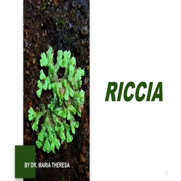 Riccia thallus structure and reproduction | PPTX