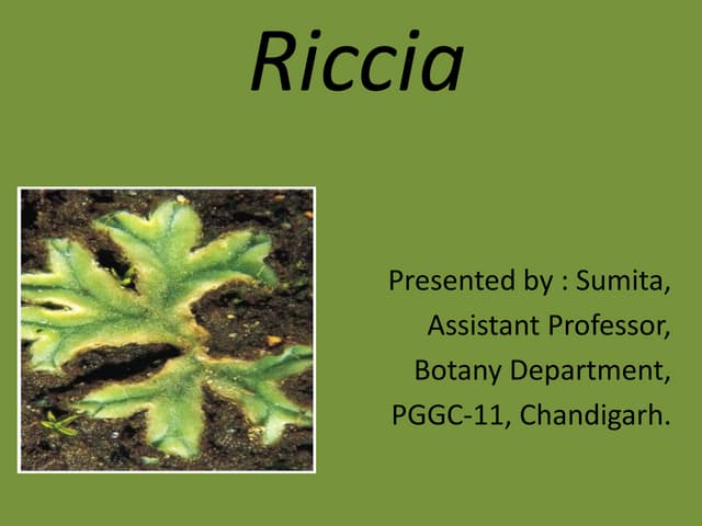 Rhynia | PPTX