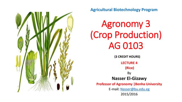 The Process Of Rice Farming | Step By Step | Slideshares | PPTX