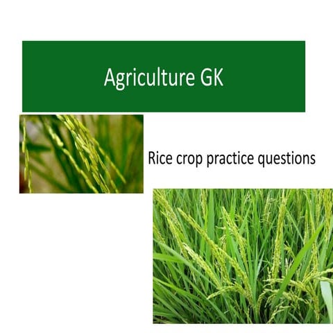 Rice -Agriculture GK | PPTX