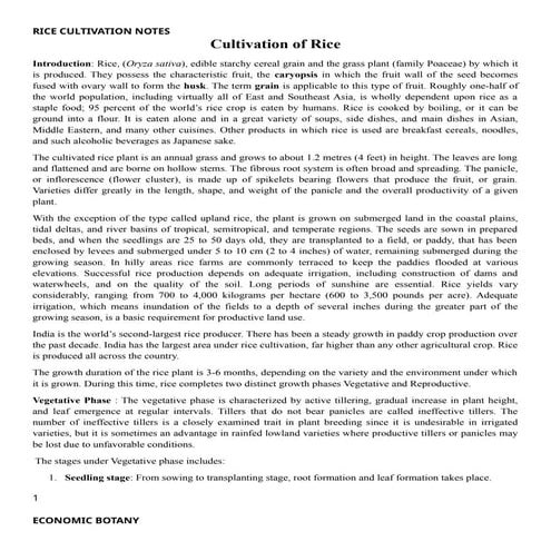 Morphology_and_growth_stages_of_Rice[1].pptx